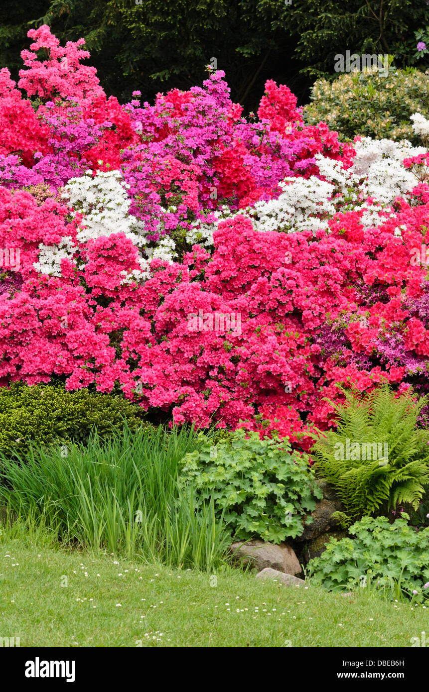 Japanese azalea (Rhododendron x obtusum Stock Photo - Alamy
