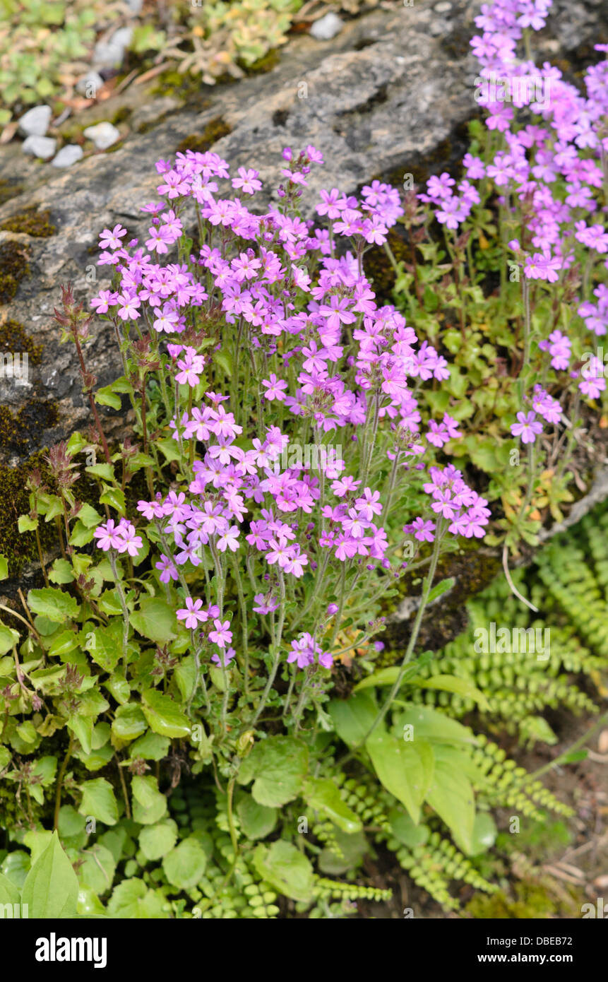 Fairy foxglove (Erinus alpinus Stock Photo - Alamy