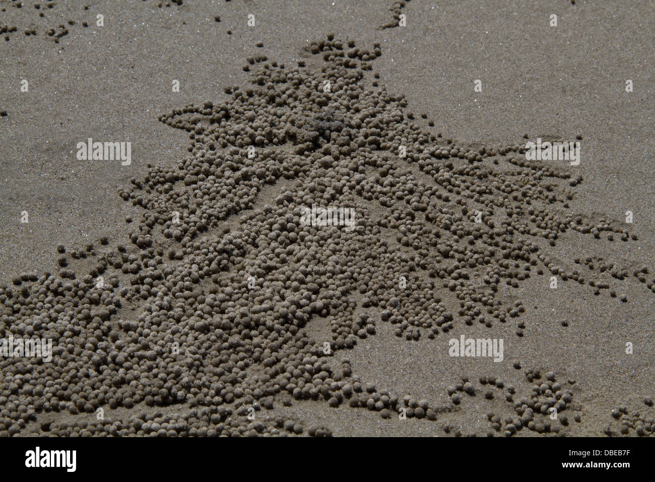 Sand deposits created by Crabs, Daintree Rainforest, Queensland ...