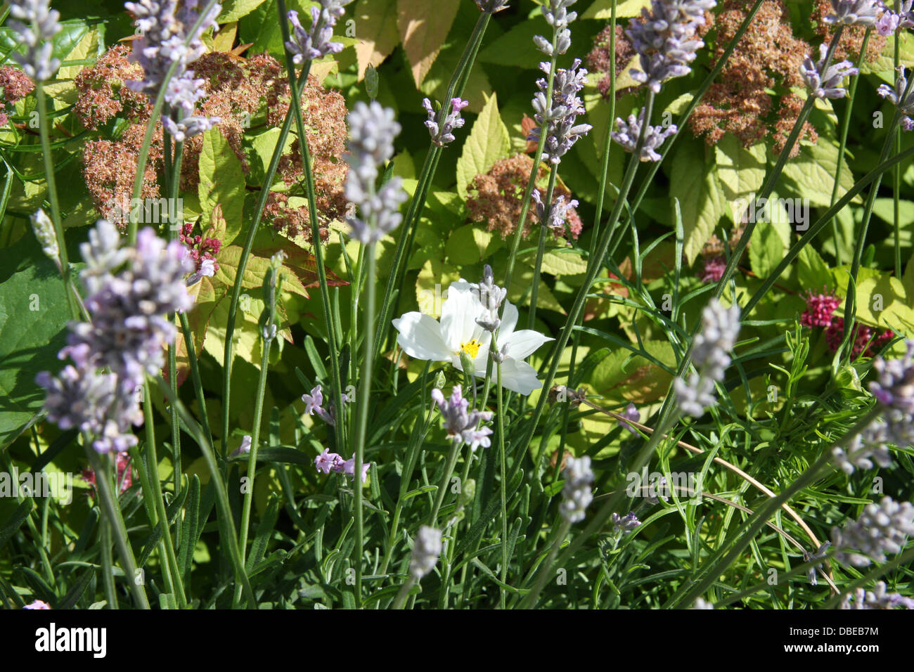 Spring Flowers, London, United Kingdom Stock Photo - Alamy