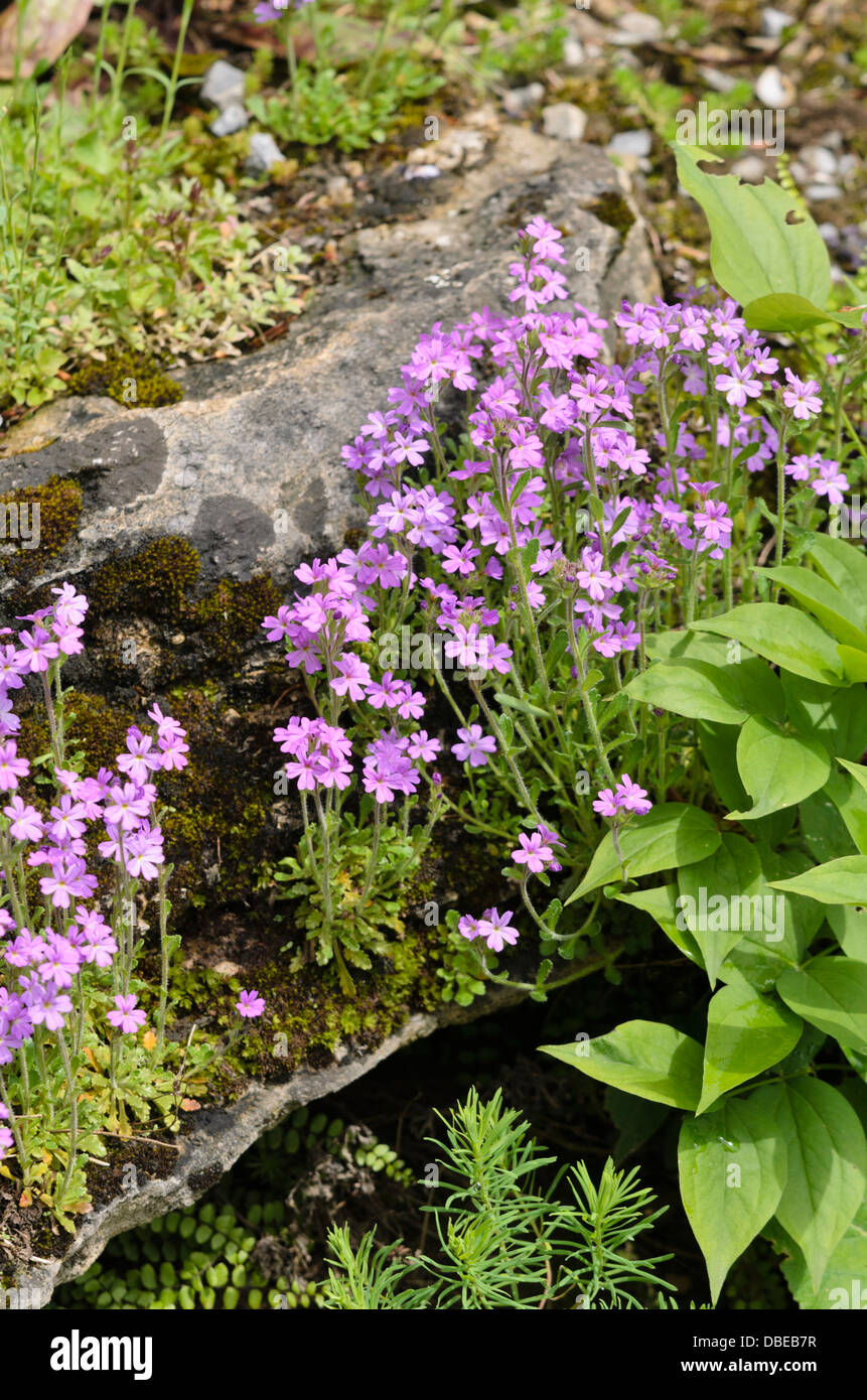 Fairy foxglove (Erinus alpinus Stock Photo - Alamy
