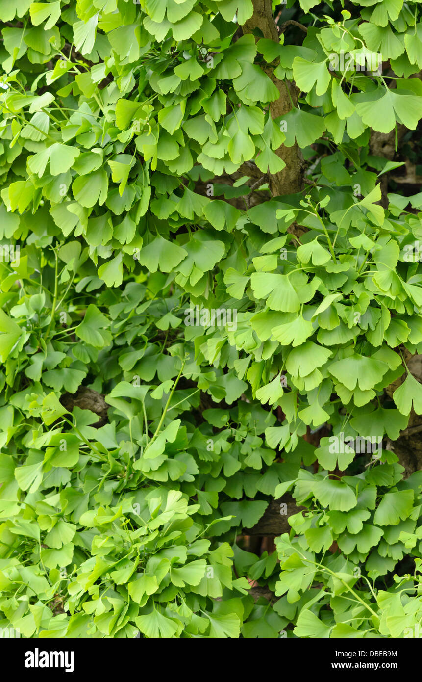Ginkgo (Ginkgo biloba 'Pendula' Stock Photo - Alamy