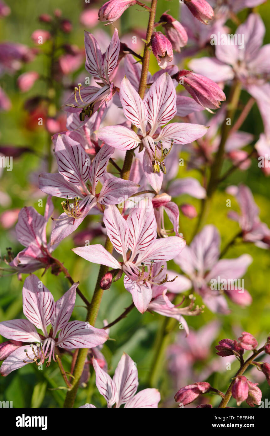 Dittany (Dictamnus albus Stock Photo - Alamy