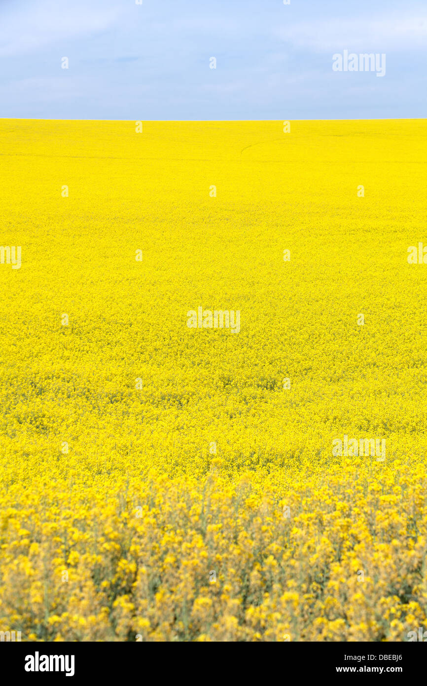 Yellow Canola Flower and blue sky in Palouse Washington State Stock ...