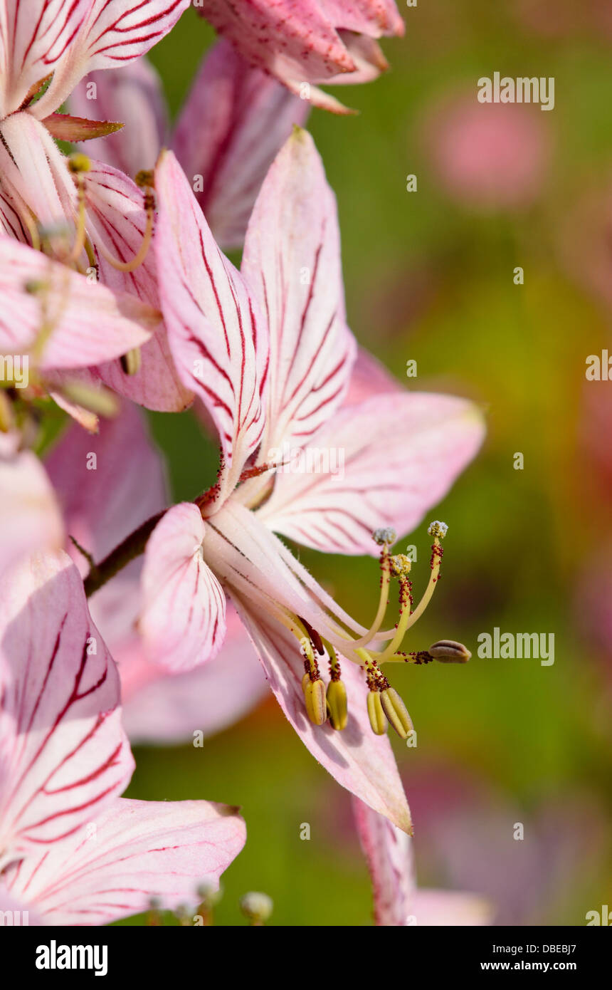 Dittany (Dictamnus albus Stock Photo - Alamy
