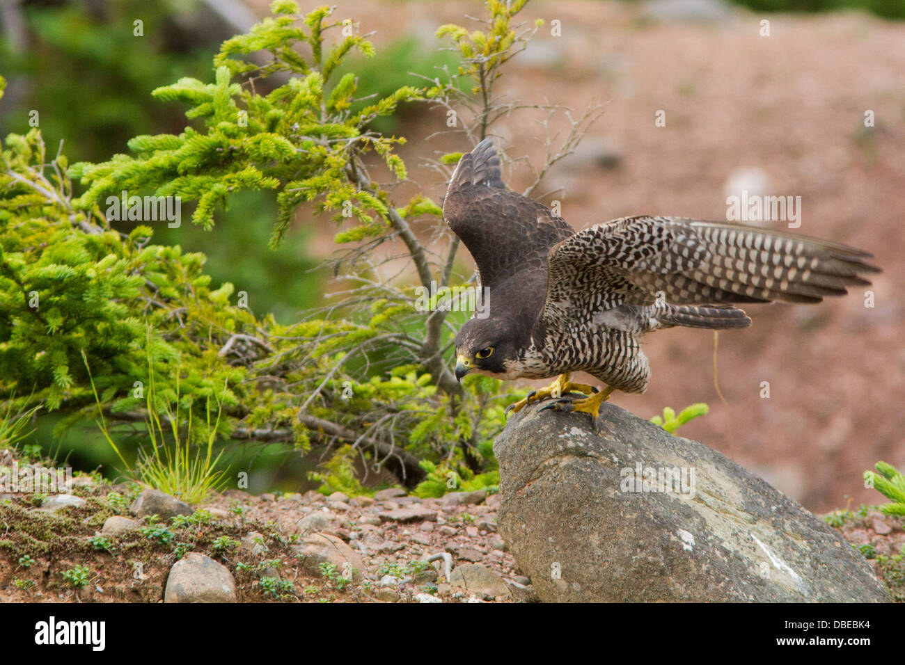 Peregrine Falcon (Falco peregrinus) take off in Fundy Bay-Canada Stock ...