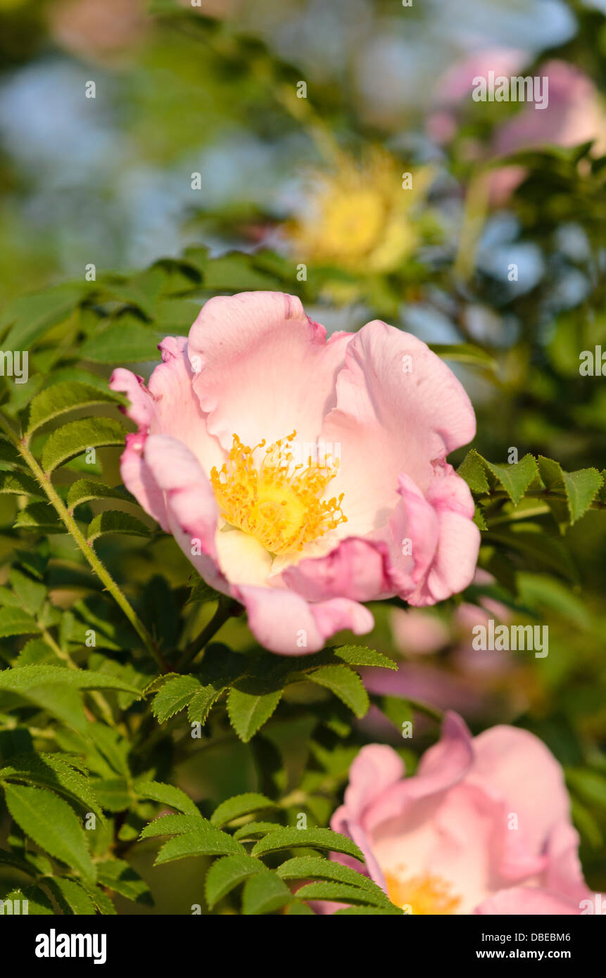 Chestnut rose rosa roxburghii hi-res stock photography and images - Alamy