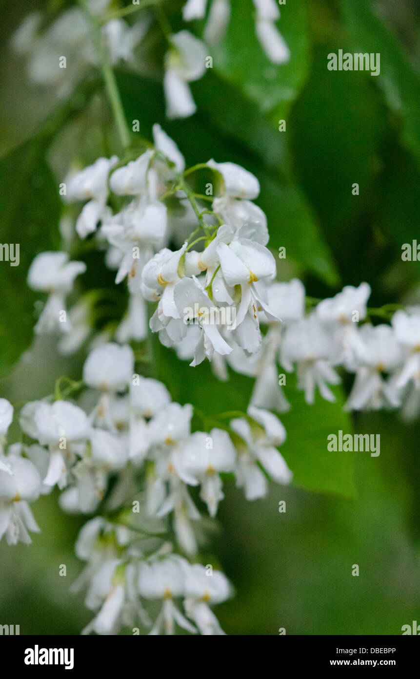 Kentucky yellow wood (Cladrastis kentukea syn. Cladrastis lutea Stock ...