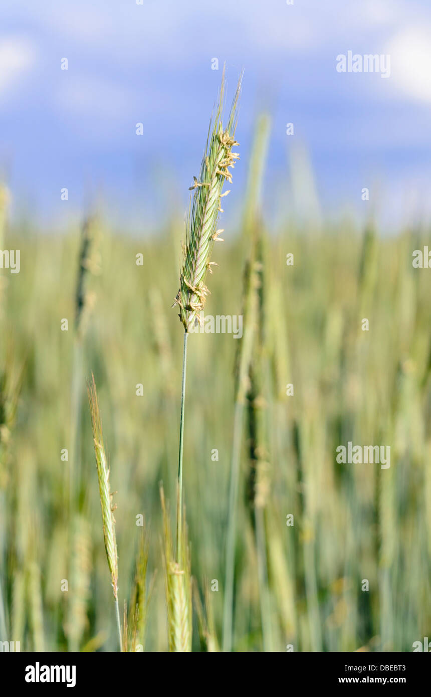 Annual rye grass hi-res stock photography and images - Alamy