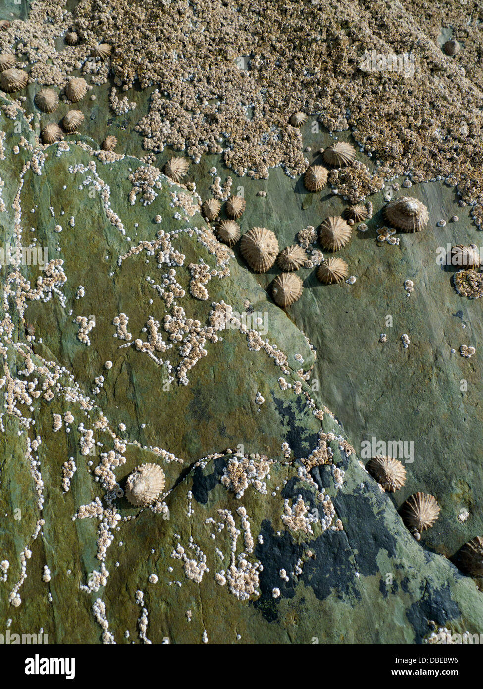 Rocky barnacles hi-res stock photography and images - Alamy