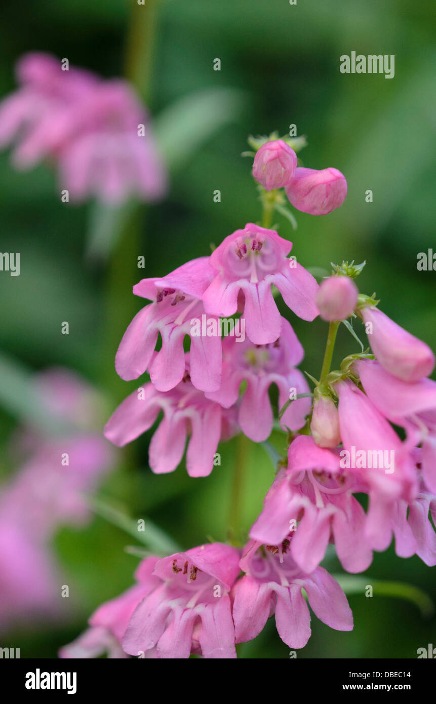 Penstemon barbatus hi-res stock photography and images - Alamy