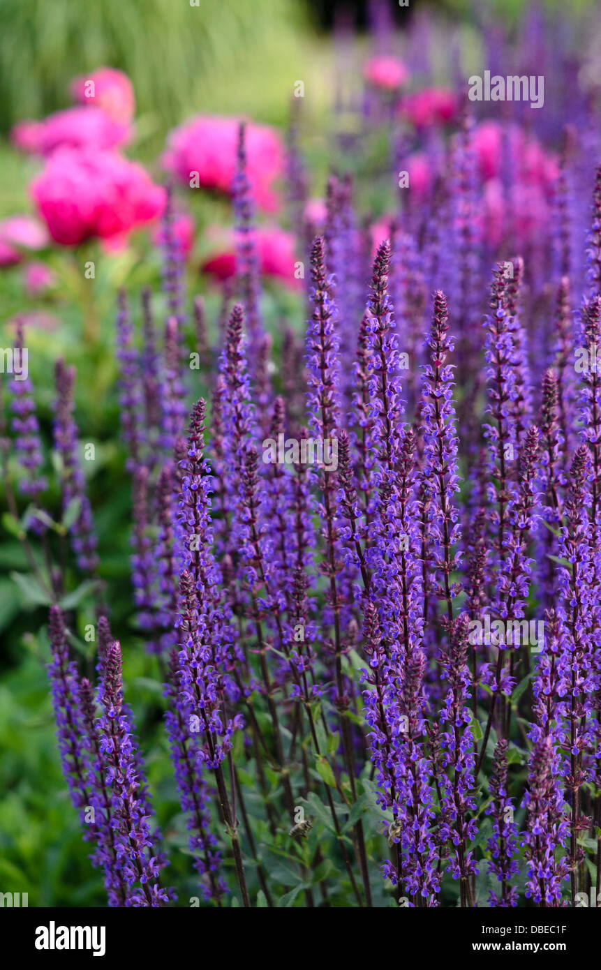 Woodland sage (Salvia nemorosa 'Caradonna' Stock Photo - Alamy
