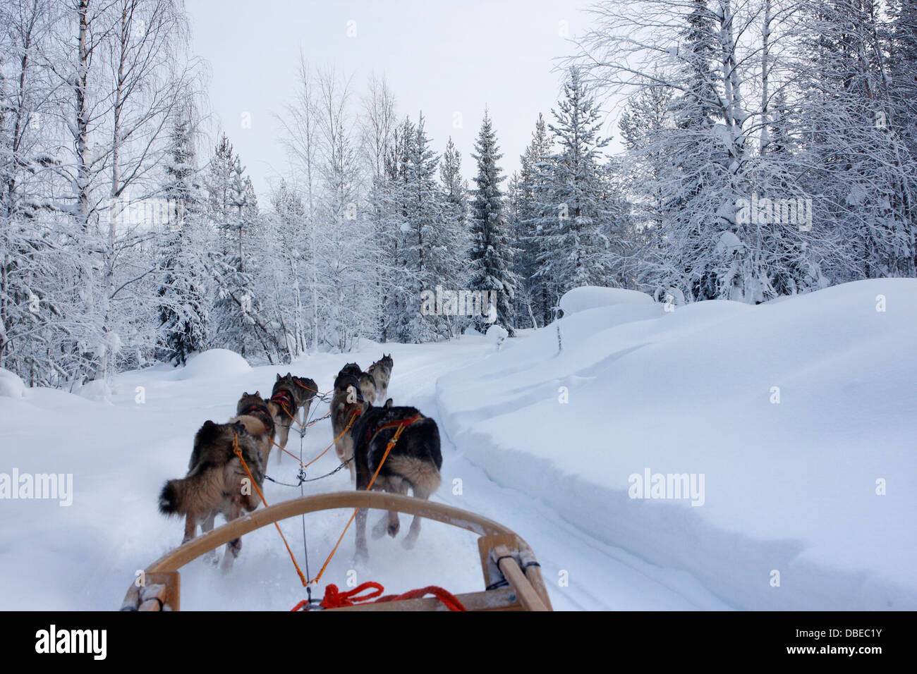 Husky sledding through the forest of Rovaniemi, Lapland, Finland Stock ...