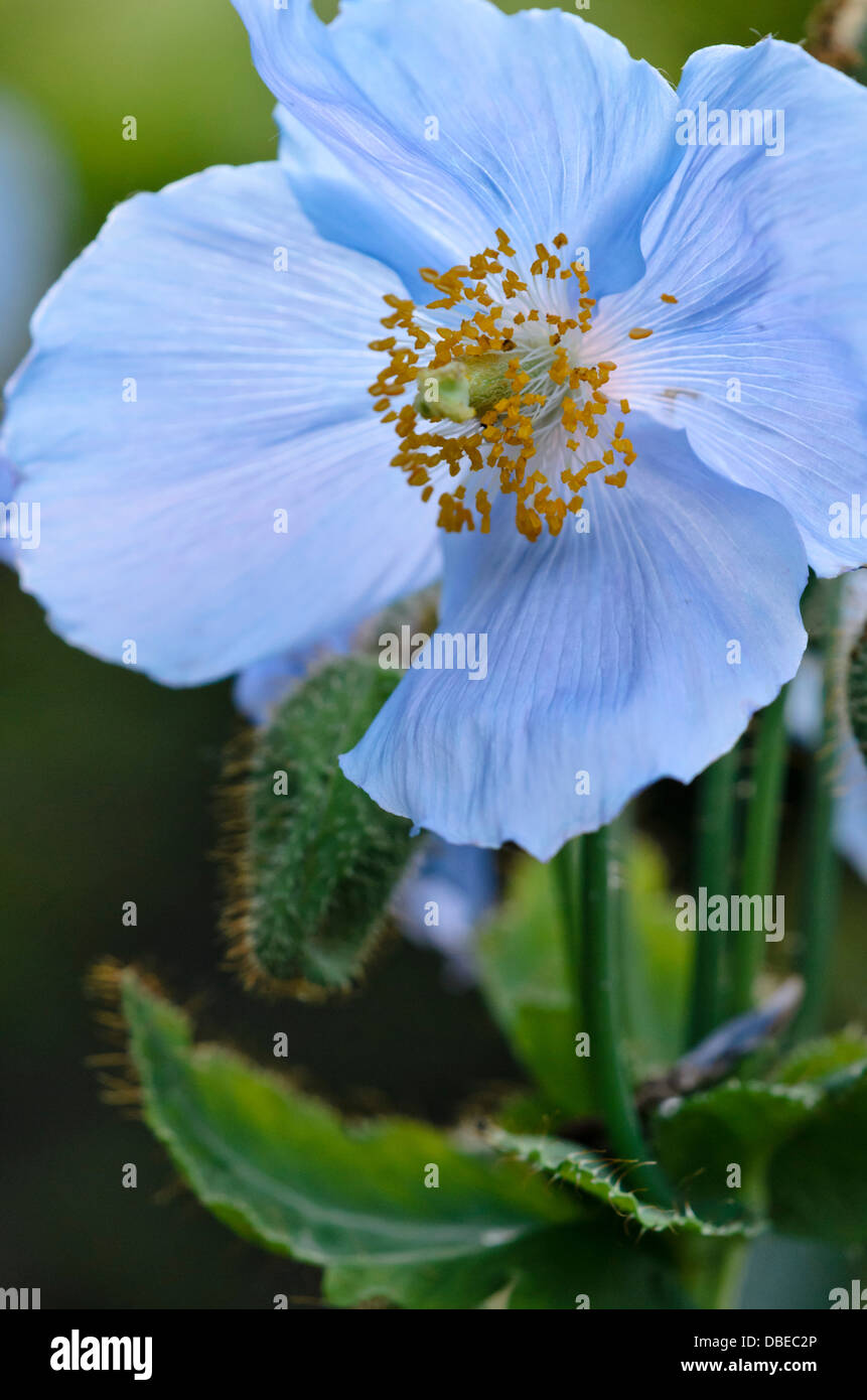 Himalayan blue poppy (Meconopsis betonicifolia Stock Photo - Alamy