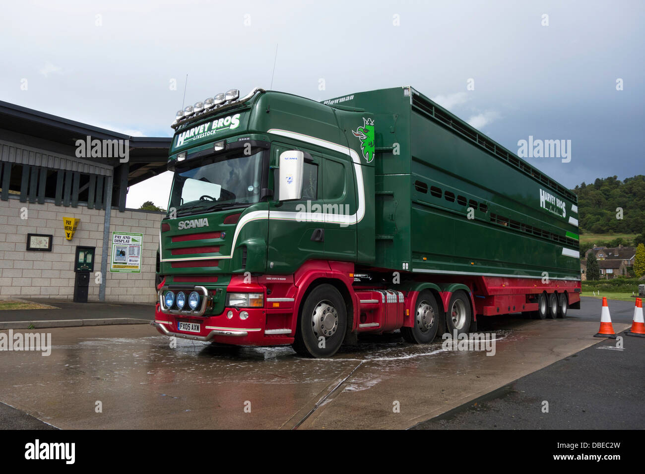 A cattle float driving through a disinfected bath at the Bakewell ...