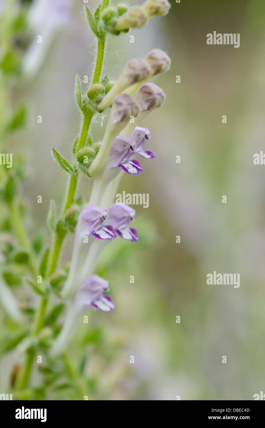 Skullcap (Scutellaria columnae Stock Photo - Alamy