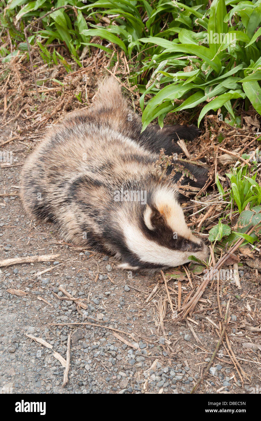 Badger body hi-res stock photography and images - Alamy