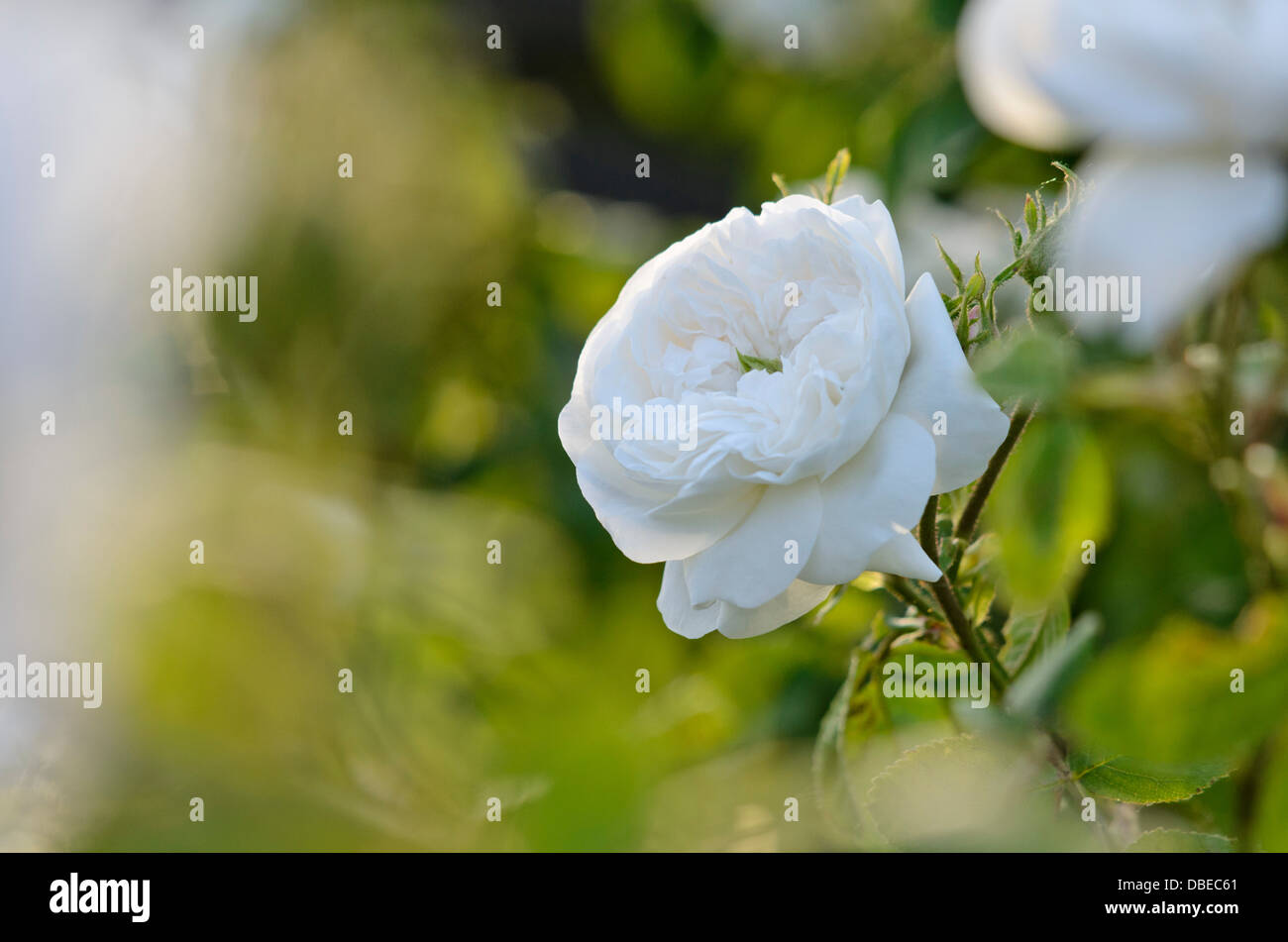 Rosa damascena hi-res stock photography and images - Alamy