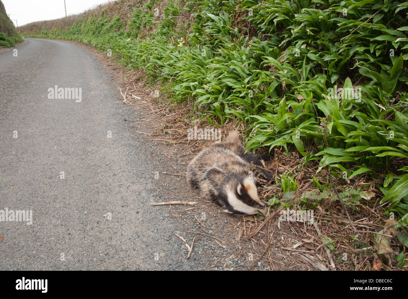 Body of dead badger on country lane Stock Photo - Alamy