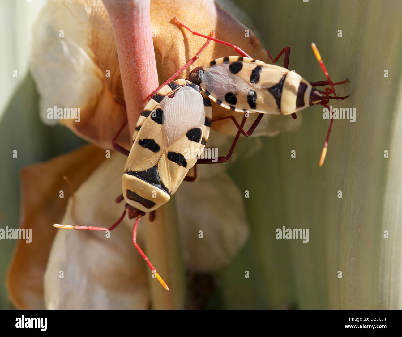 Odontopus sexpunctatus hi-res stock photography and images - Alamy
