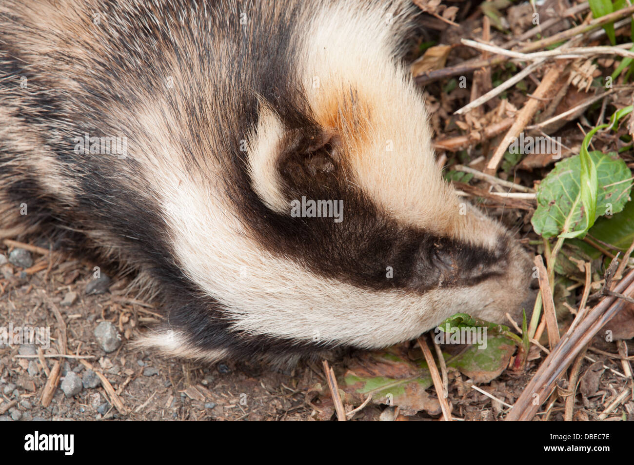 Body of dead badger on country lane Stock Photo - Alamy