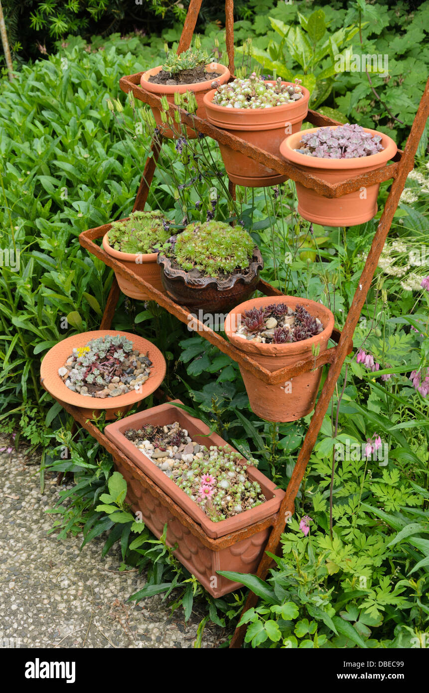 Houseleek (Sempervivum) in flower pots on a rusty etagere. Design ...