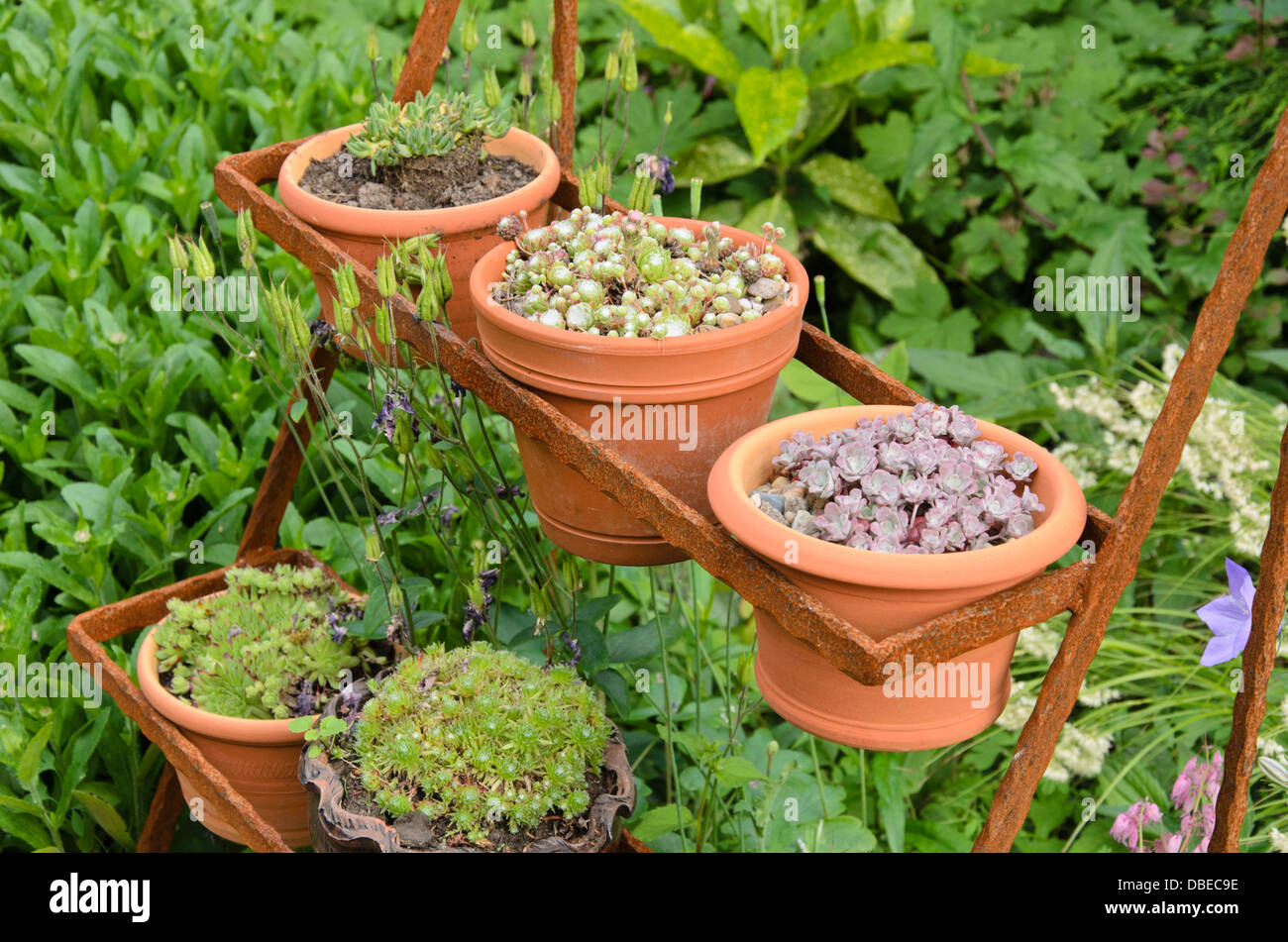 Houseleek (Sempervivum) in flower pots on a rusty etagere. Design ...
