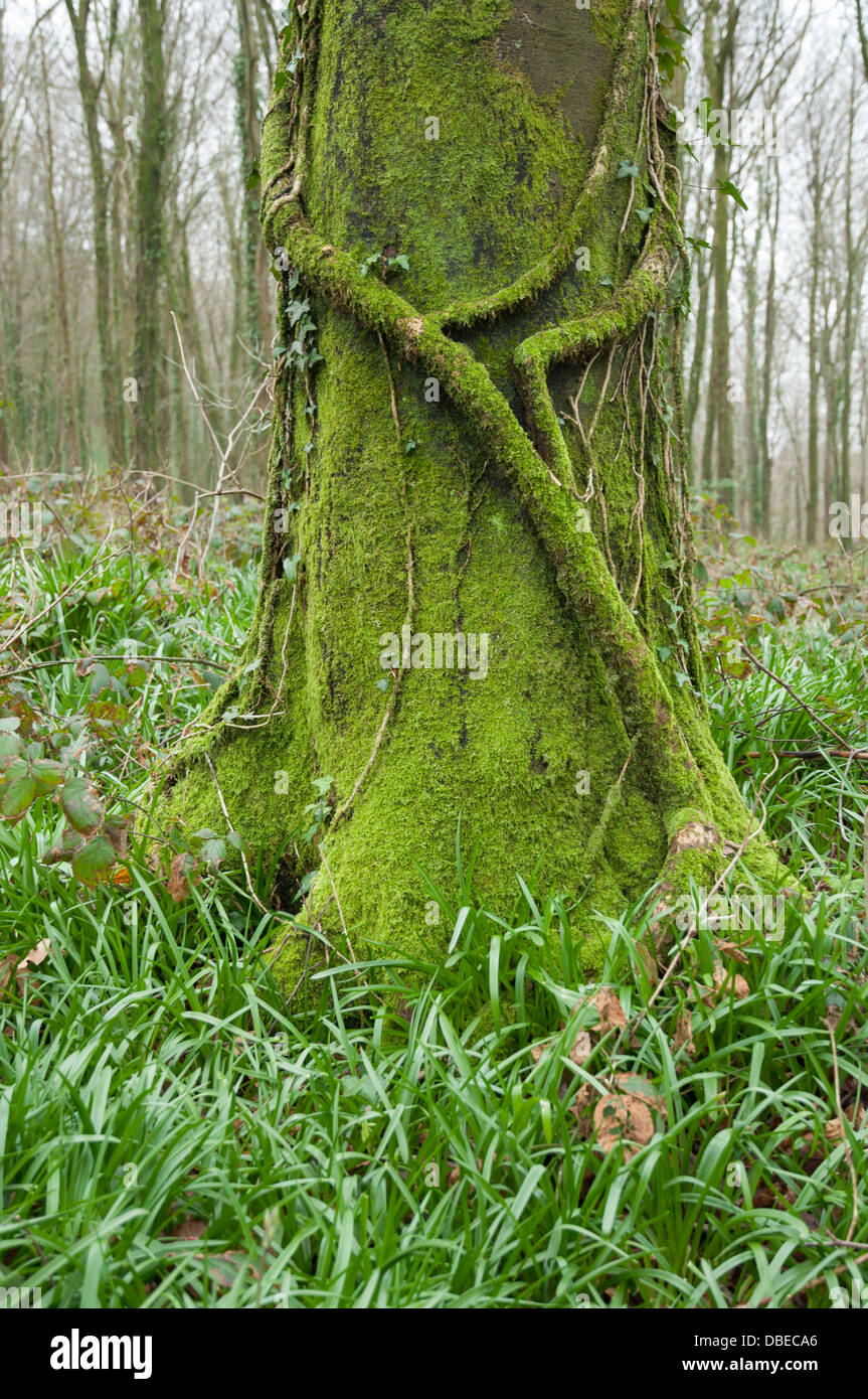 Twisted Ivy stem on green trunk of tree surround by bluebell leaves ...