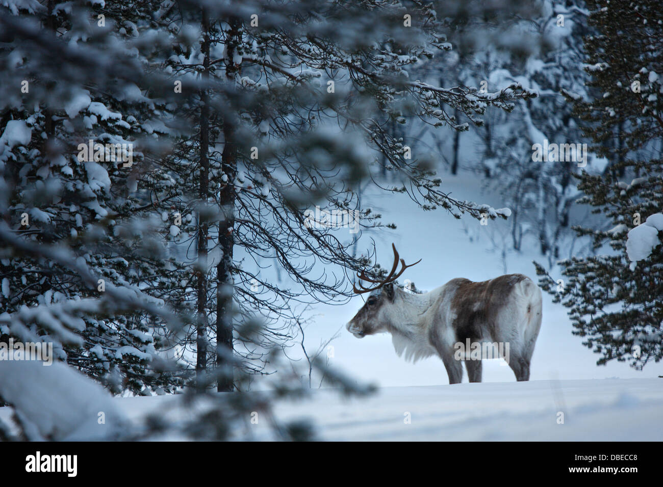 Reindeer in Hetta, Enontekiö, Finland - Arctic wildlife in snowy ...