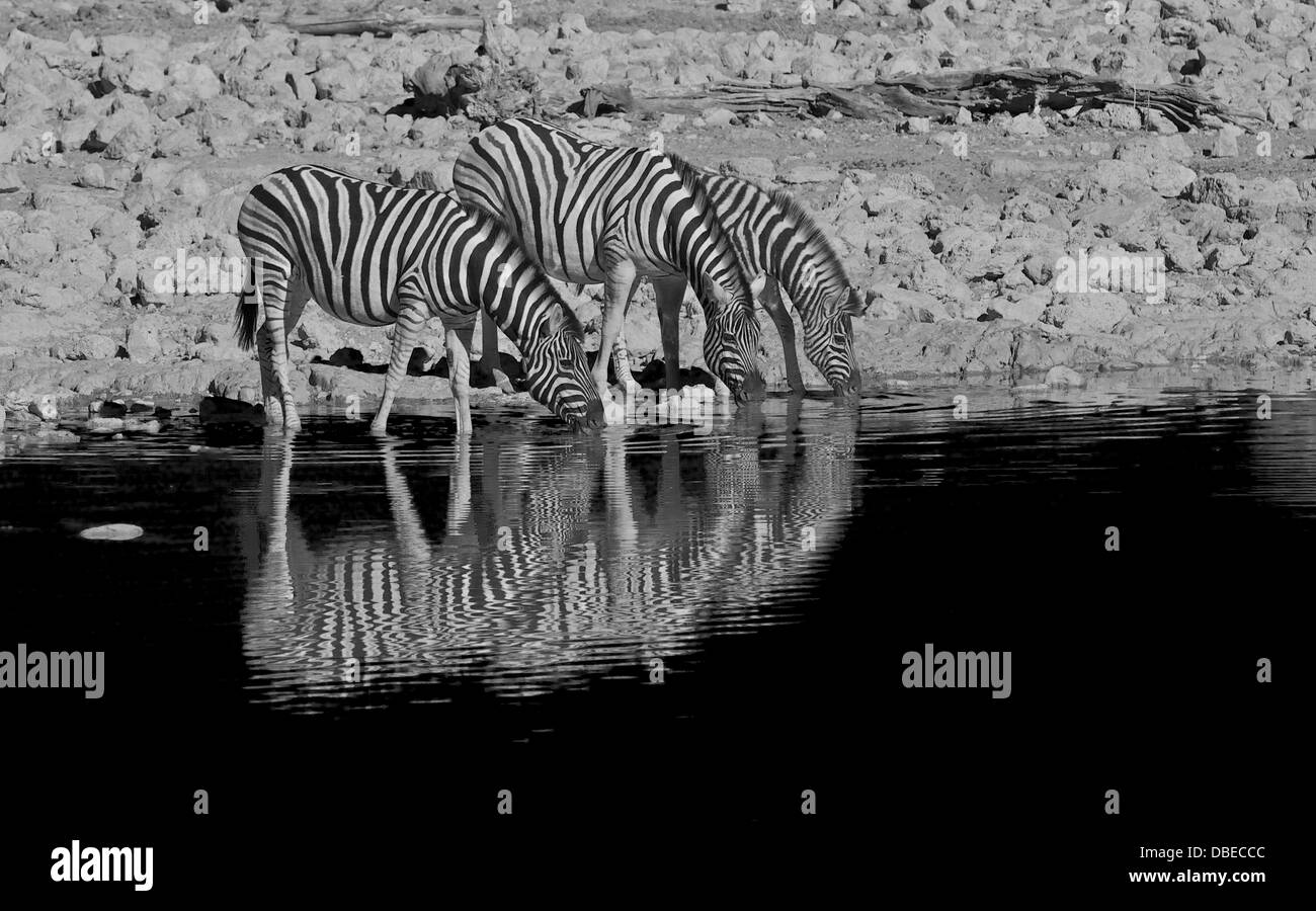 African watering hole Black and White Stock Photos & Images - Alamy