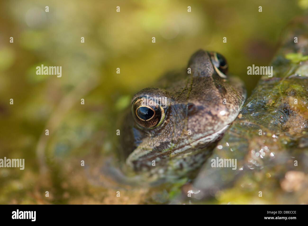 Close up of head of frog in garden pond Stock Photo - Alamy