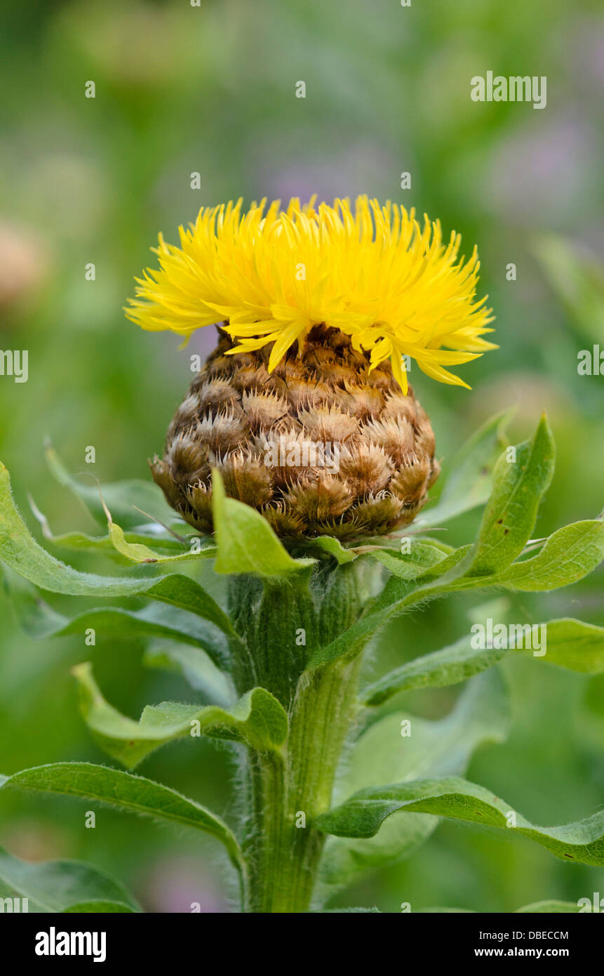 Great golden knapweed (Centaurea macrocephala Stock Photo - Alamy