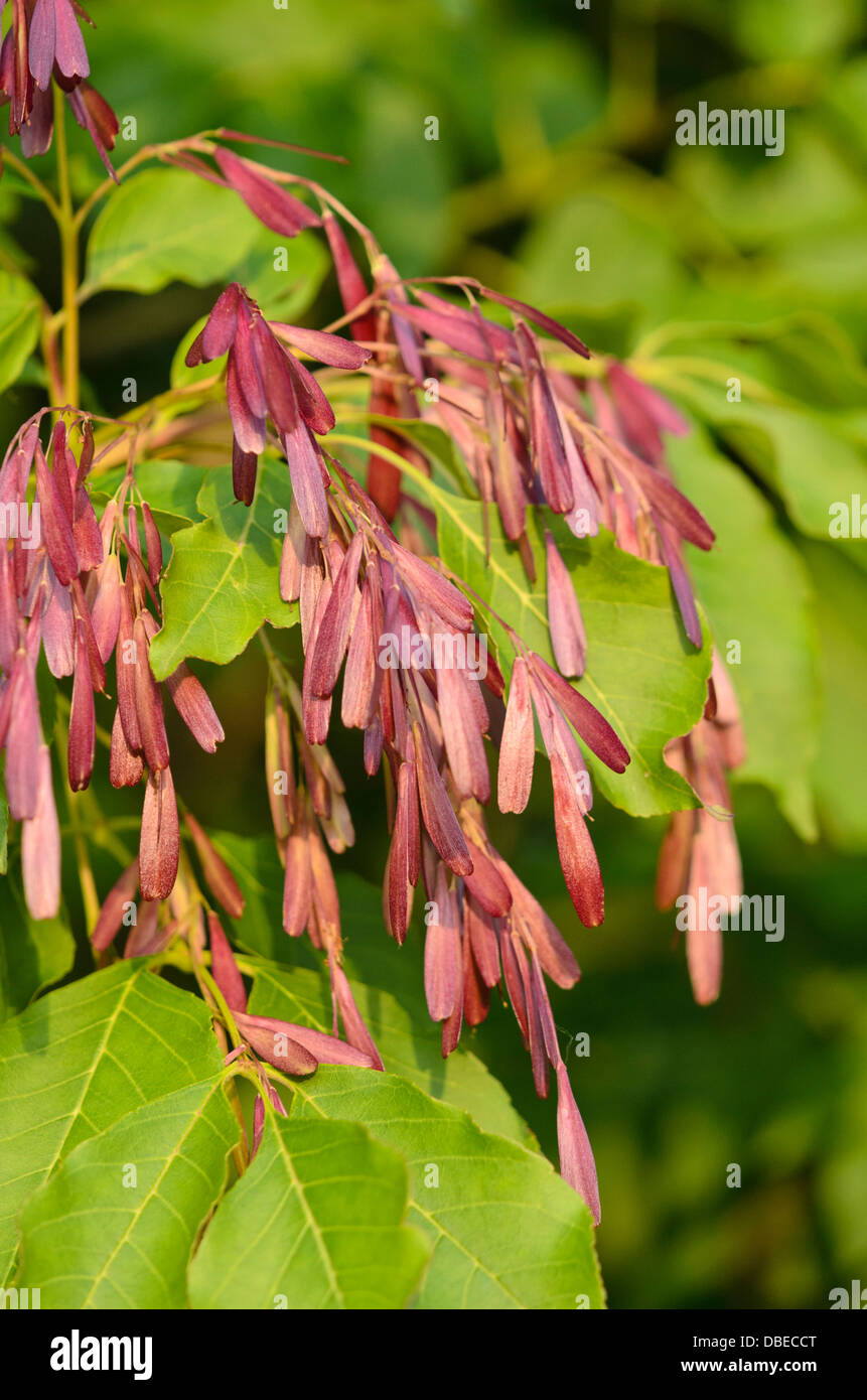 Manna flowering ash tree hi-res stock photography and images - Alamy