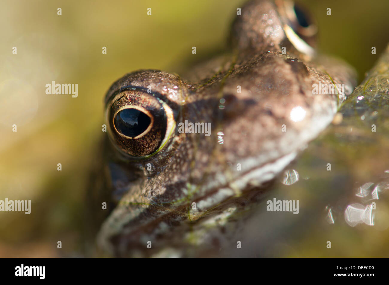 Close up of head of frog in garden pond Stock Photo - Alamy
