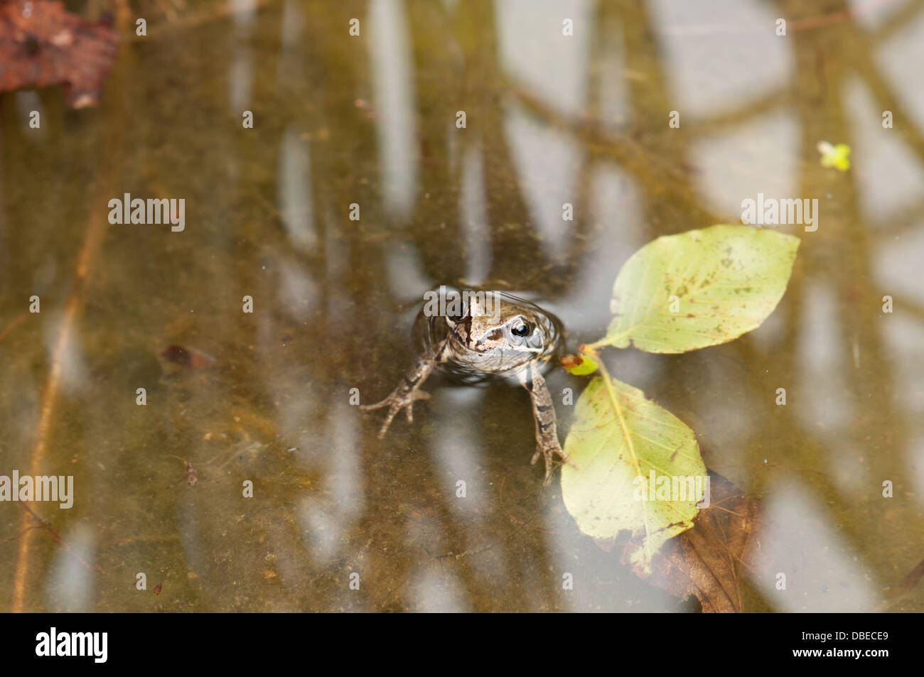 Close up of frog in garden pond. Head and shoulders above water. Facing ...
