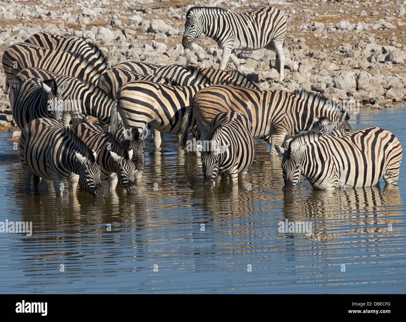 burchell's Zebra drinking from watering hole in Okaukuejo Etosha ...