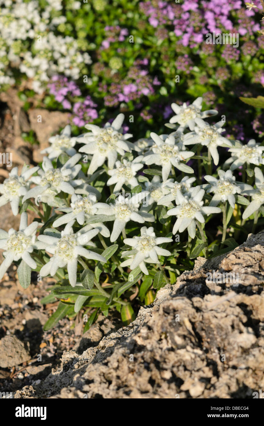 Edelweiss (Leontopodium nivale syn. Leontopodium alpinum Stock Photo ...