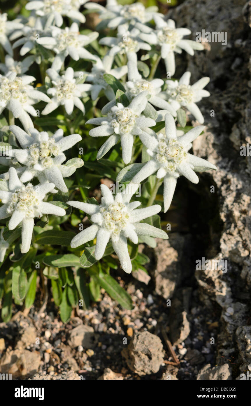 Edelweiss (Leontopodium nivale syn. Leontopodium alpinum Stock Photo ...