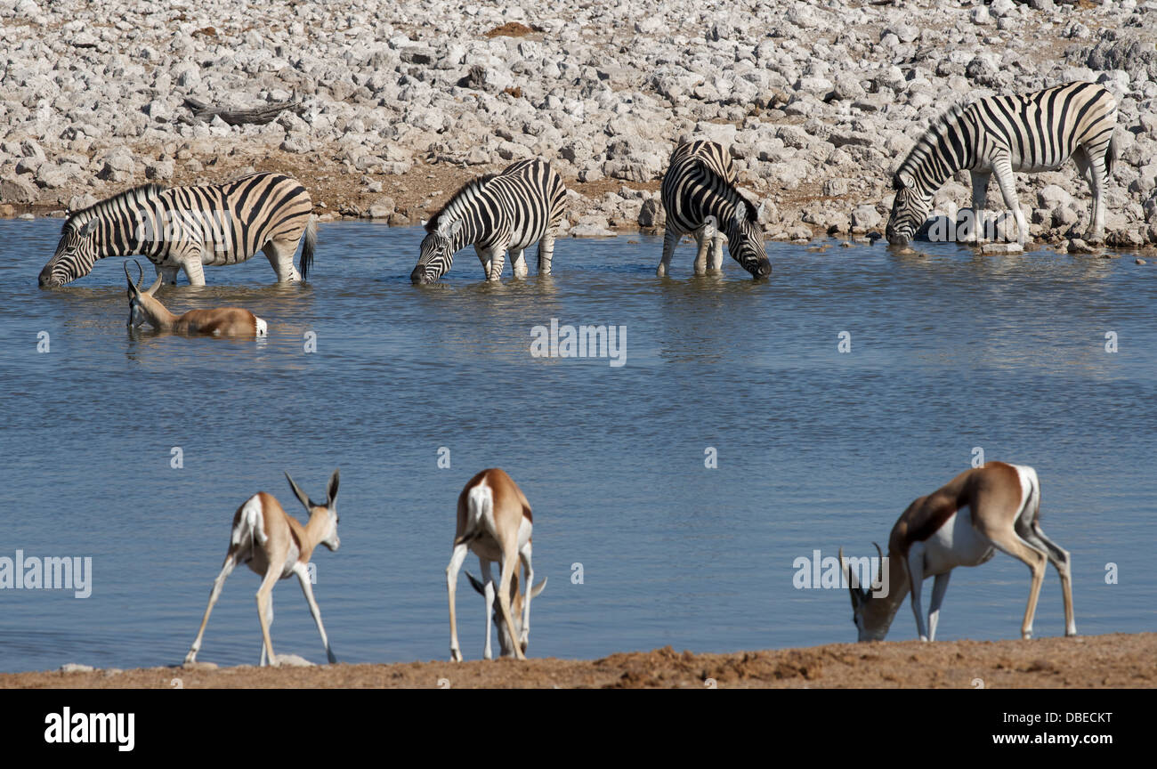 Leaping springbok hi-res stock photography and images - Alamy