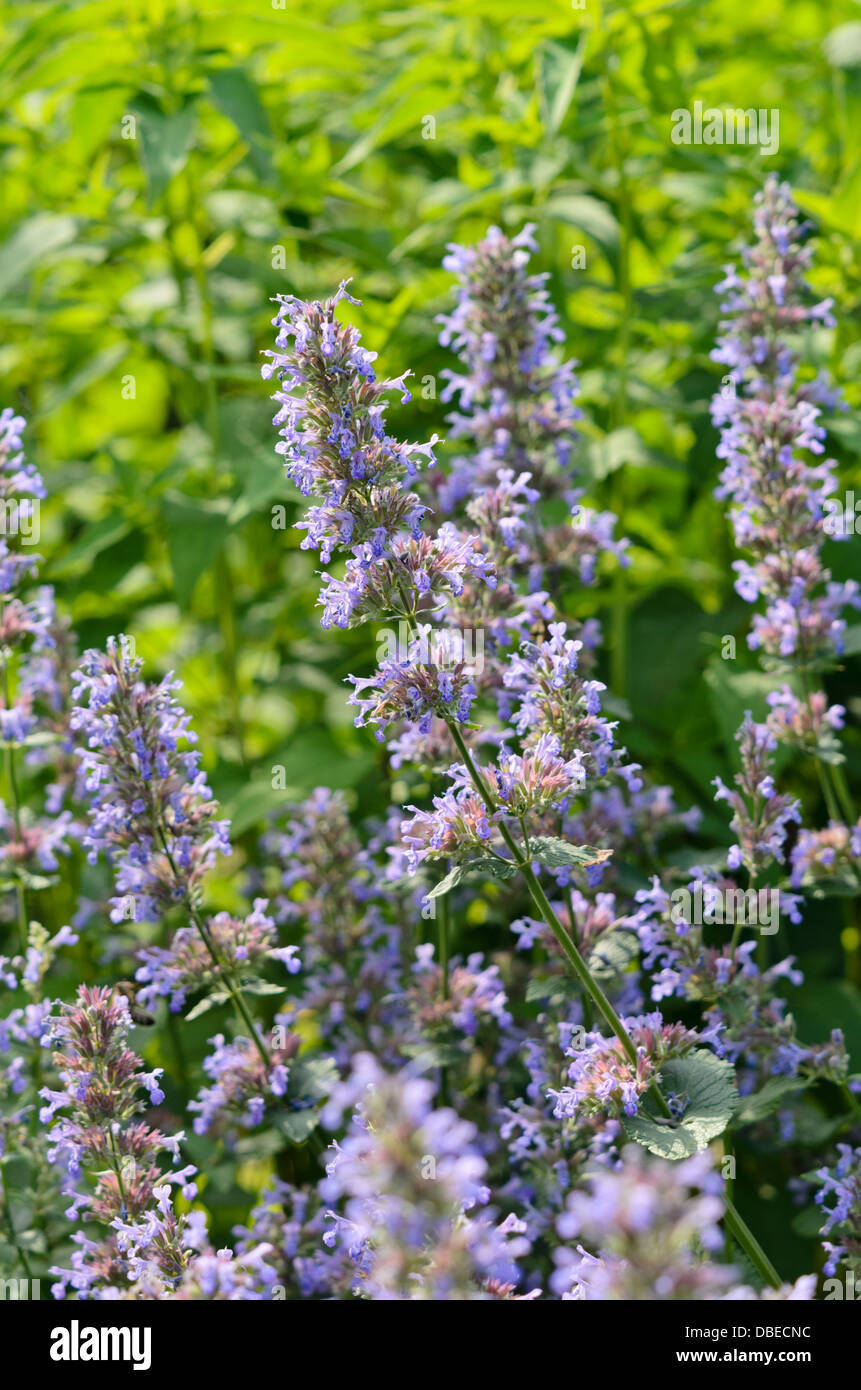 Blue nepeta hi-res stock photography and images - Alamy