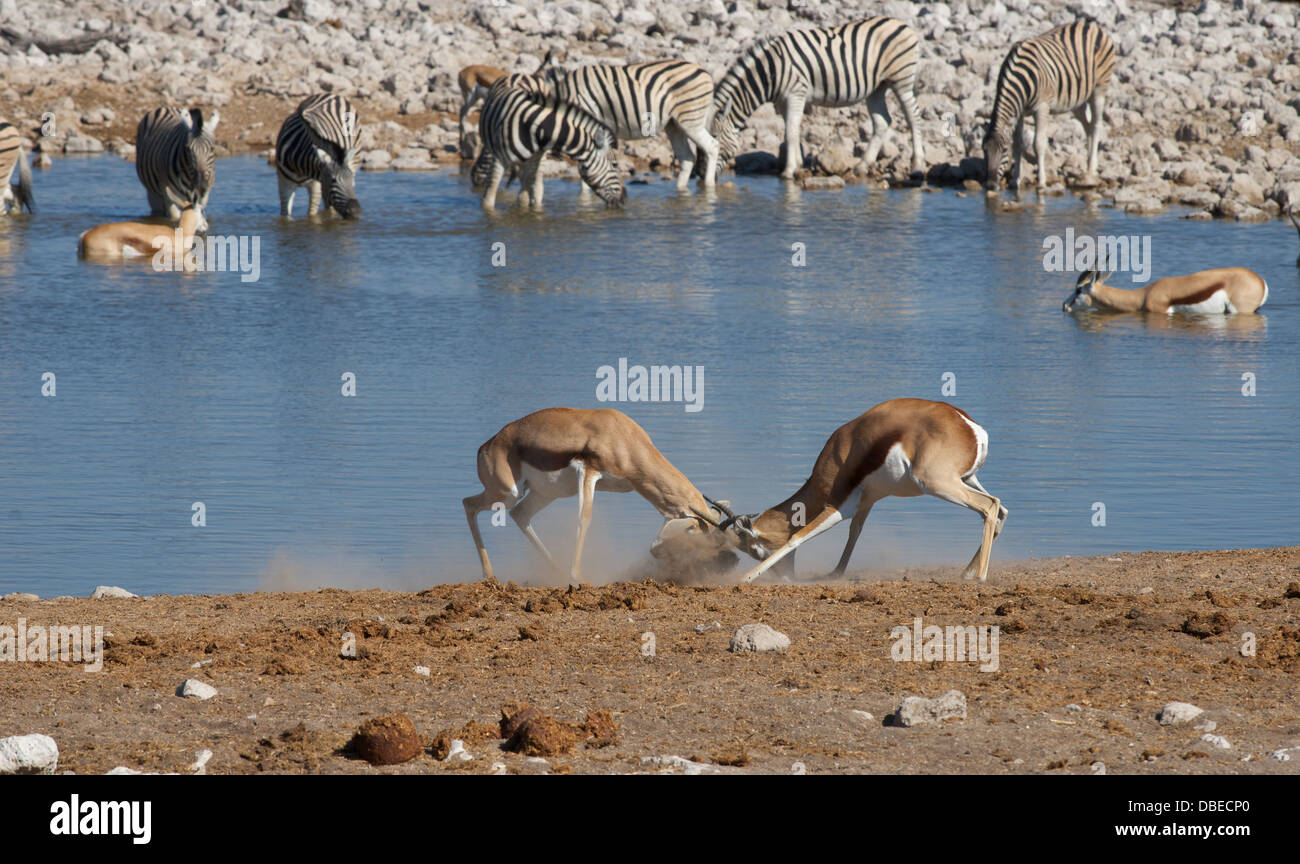 Leaping springbok hi-res stock photography and images - Alamy