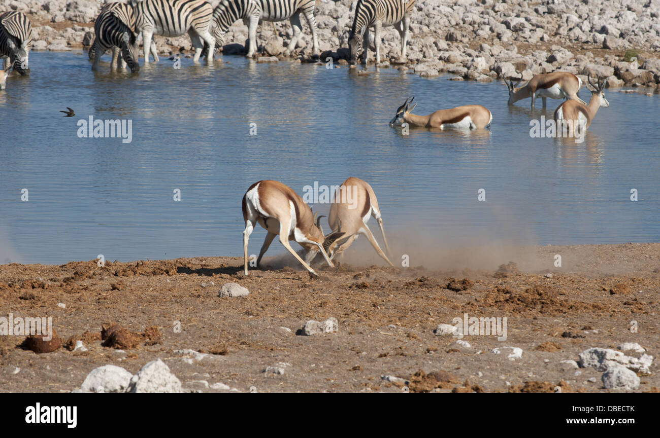 Leaping springbok hi-res stock photography and images - Alamy