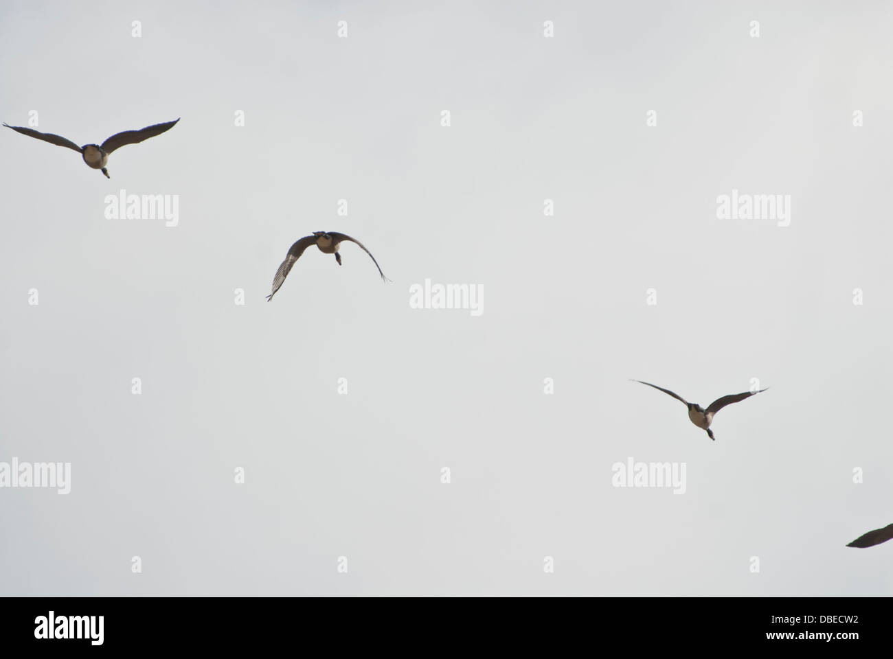 Canadian geese in flight migrating Stock Photo - Alamy