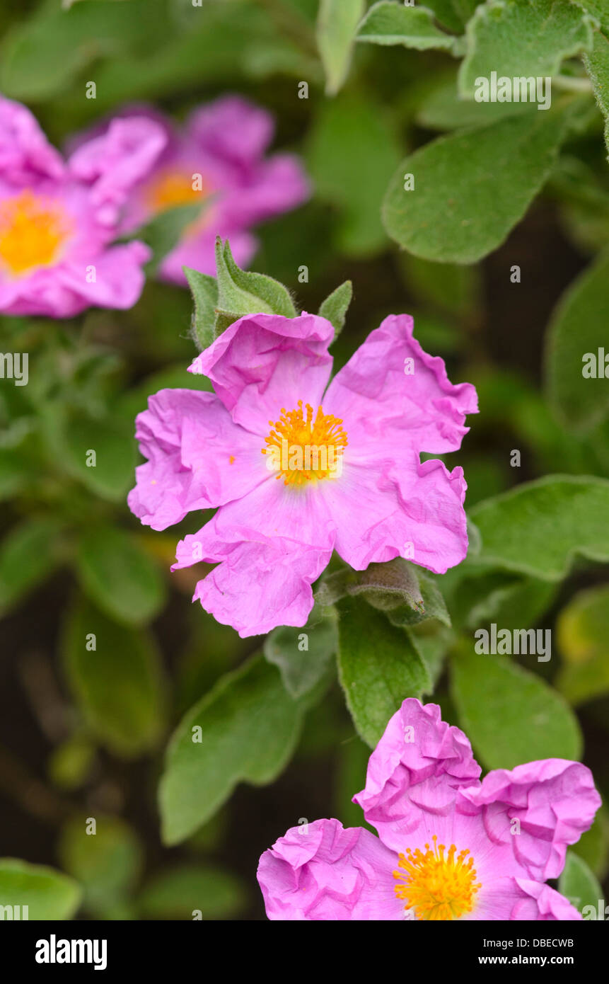 Laurel-leaved rock rose (Cistus laurifolius Stock Photo - Alamy