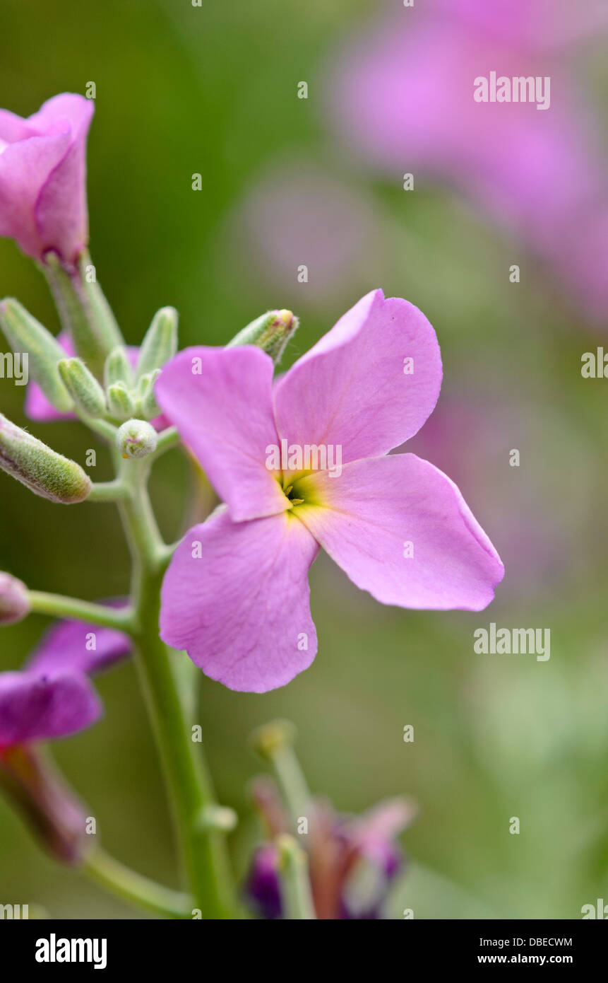Hoary stock (Matthiola incana Stock Photo - Alamy