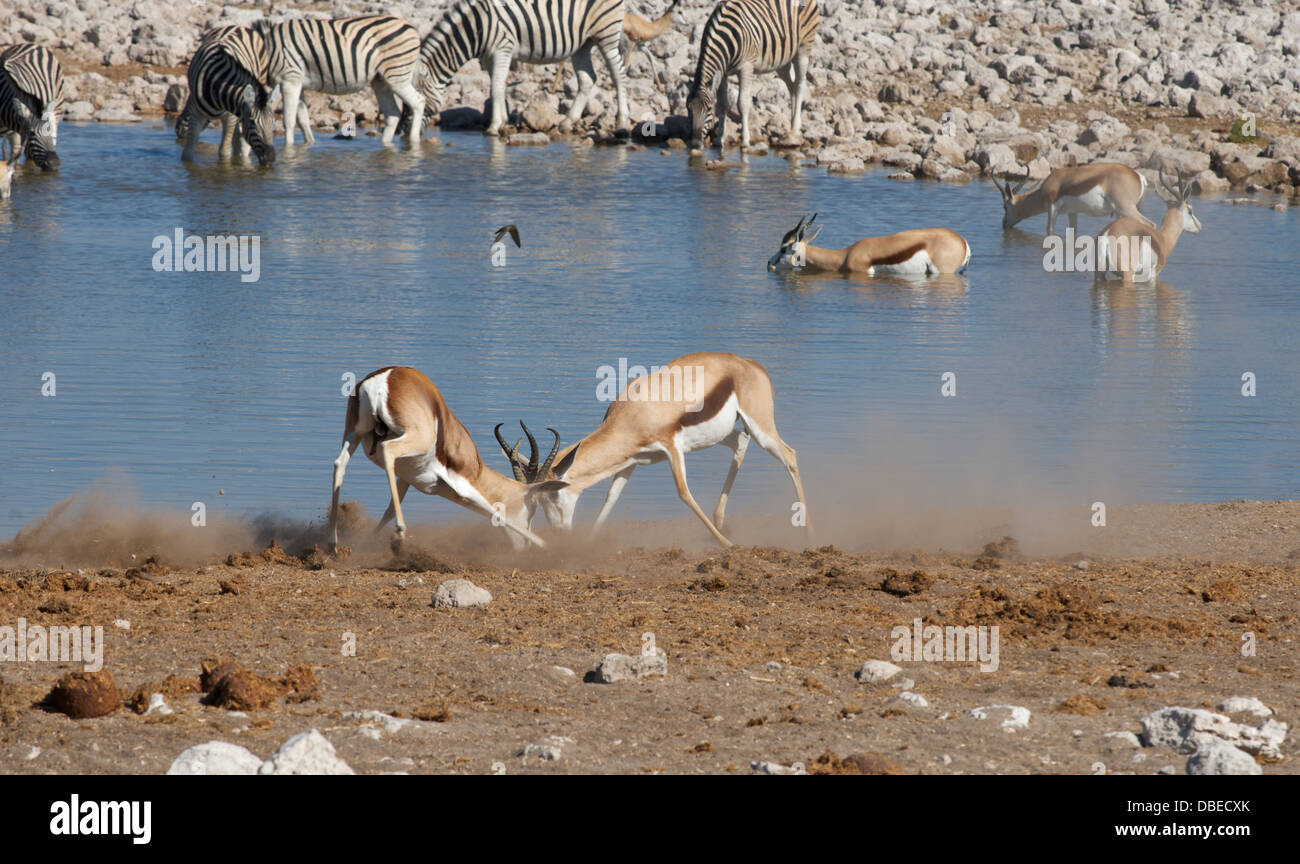 Leaping springbok hi-res stock photography and images - Alamy