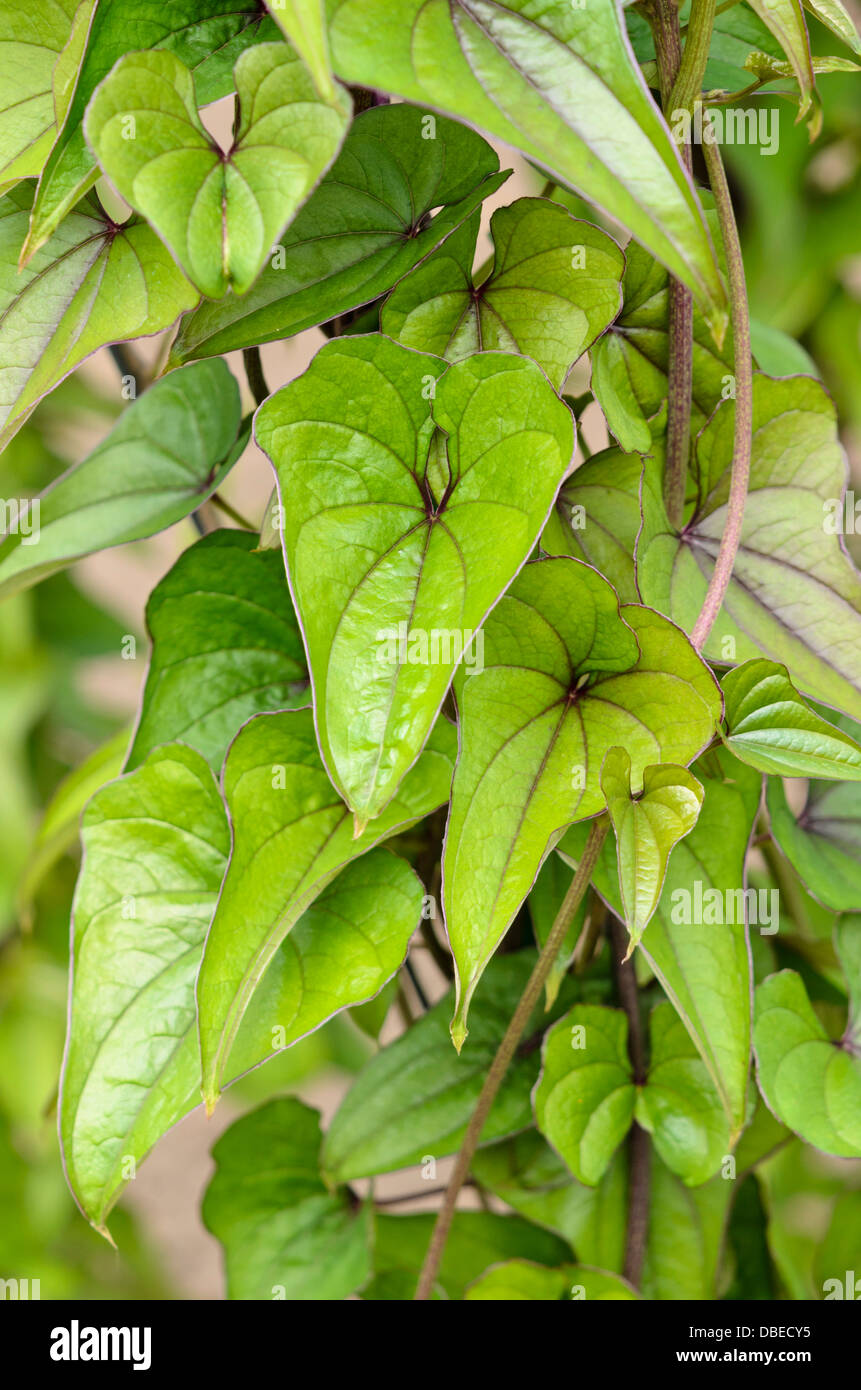 Yam (Dioscorea japonica Stock Photo - Alamy