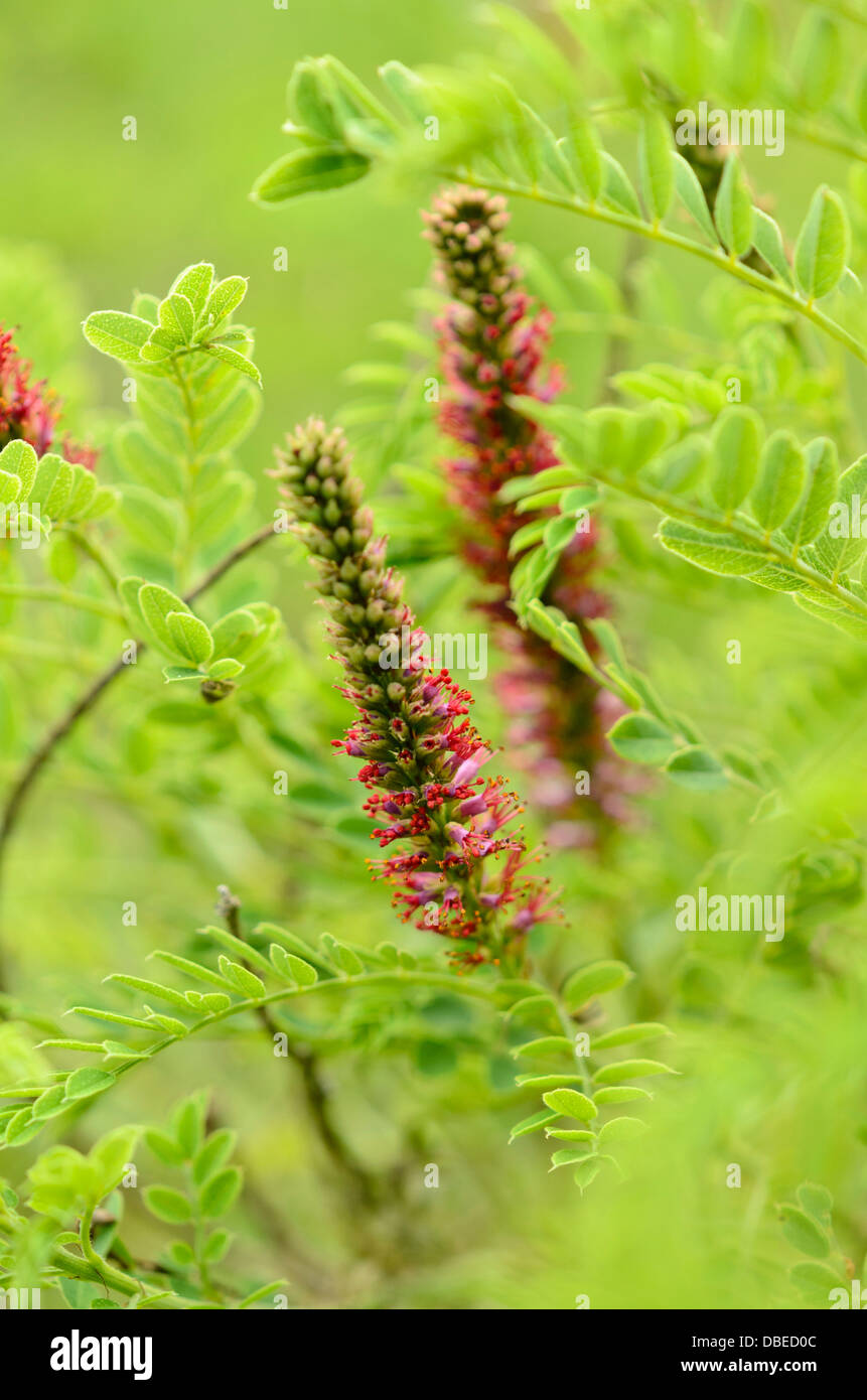 Dwarf false indigo (Amorpha nana Stock Photo - Alamy