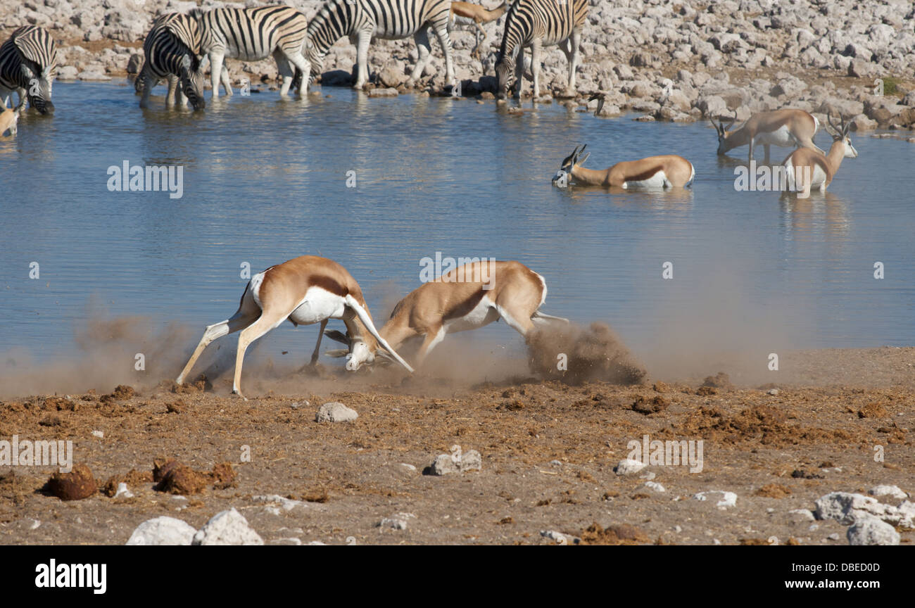 Leaping springbok hi-res stock photography and images - Alamy
