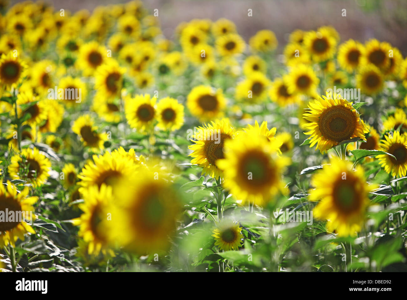 Lots of sun hi-res stock photography and images - Alamy